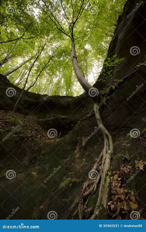 Tree With Big Roots Hanging On Cliff In A Rainforest Stock Image Image Of Evening Magic