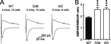 Increase In The Ratio Of Ampar To Nmdar Mediated Epscs In 3 Week Old Download Scientific