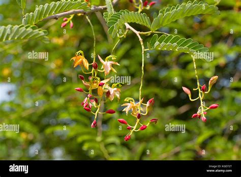 Tamarind Tree Flowers