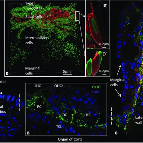 Confocal Microscopy Sr Sim And Cx26 And Cx30 Antibody Labeling Of The Download Scientific