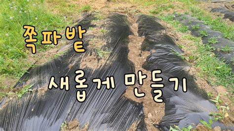 쪽파밭 새로 만들기 Youtube