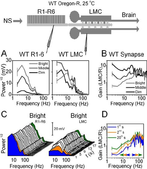 Adaptation Shapes Frequency Spectra Dynamically Frequency Spectra Of