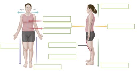 Anatomy And Physiology Ch 1 Diagram Quizlet