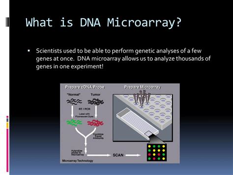 PPT DNA Microarray PowerPoint Presentation Free Download ID 662011