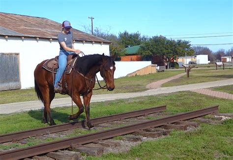 Dualin With Talent Platinum Equine Auction