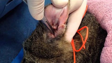 Dog Ear Polyps Causes Symptoms And Treatment Your Vet Guide