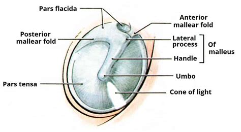 Eardrum Anatomy
