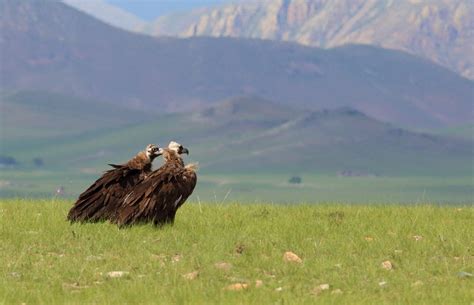 Mongolias Wildlife Icons Of The Landscape