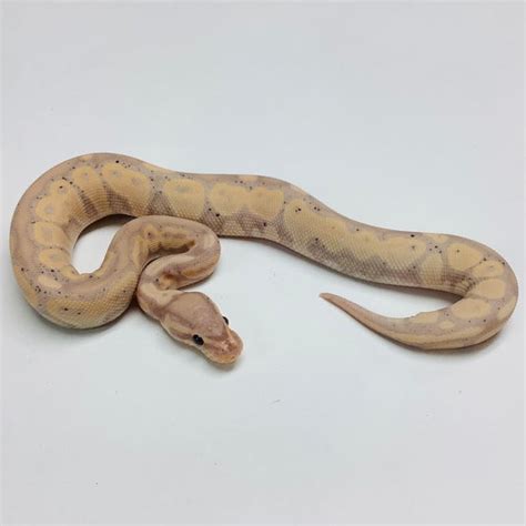 Banana Lori Ball Python By Bhb Reptiles