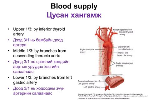 Улаан хоолойн эмгэгүүд Pdf