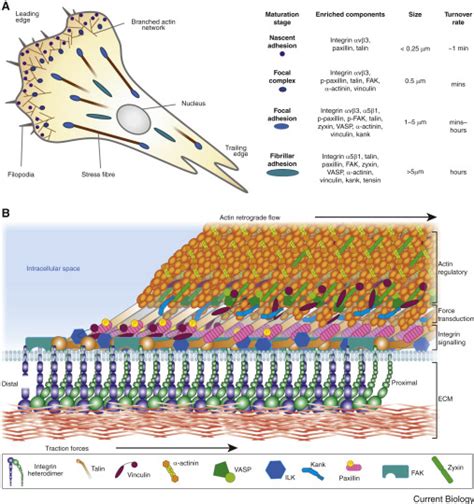 Integrin Adhesion Complexes Current Biology