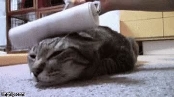 Cat Roller Massage Imgflip