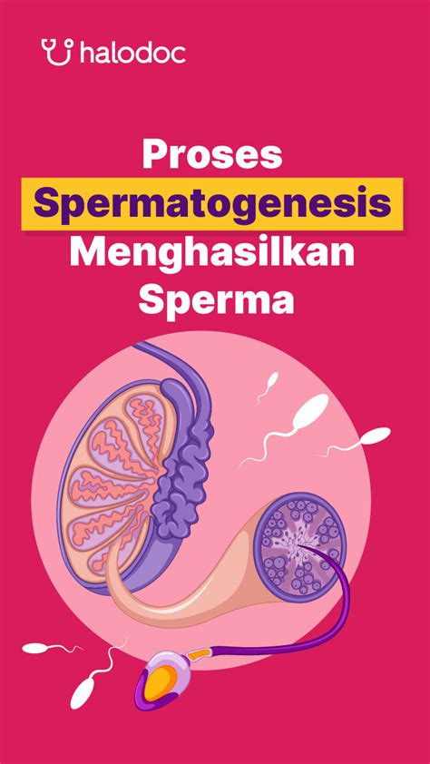 Kenalan Dengan Proses Spermatogenesis Pada Tubuh