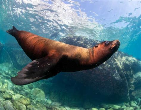 But Why Whats A Seal Whats A Sea Lion The Marine Mammal Center
