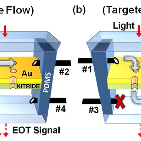 Multilayered Microfluidic Scheme Allows 3 D Control Of The Convective Download Scientific