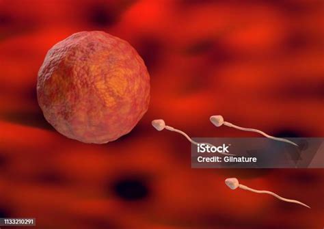 자 궁 안의 계란 세포를 향한 정자를 자연 풍부 하 게 합니다 유기 배경에 3d 그림 정자에 대한 스톡 사진 및 기타 이미지