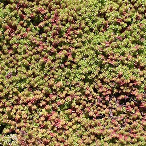SEDUM LYDIUM GLAUCUM Houtmeyers Plantencentrum En Boomkwekerij Laakdal