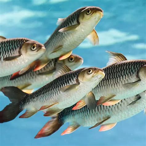 پرورش بچه ماهی دلوار