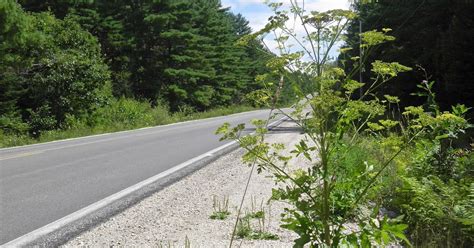 Docaitta Lifestyle Poisonous Plant Wild Parsnip