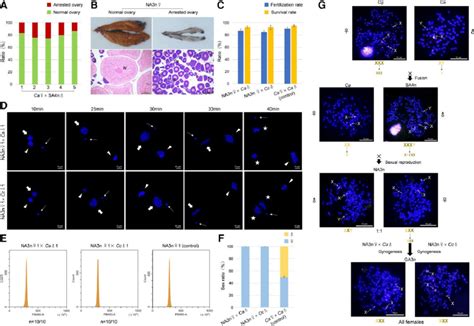 Fertility And Sex Chromosome Inheritance Of Novel Amphitriploid Females