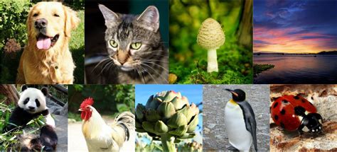 논문 리뷰 Diffusion Models Need Visual Priors For Image Generation