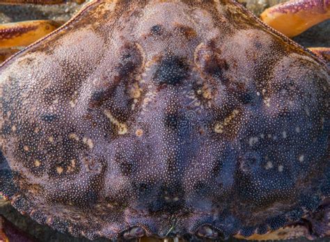 Texture On Shell Of Large Crab Stock Image Image Of Hobbit Nature
