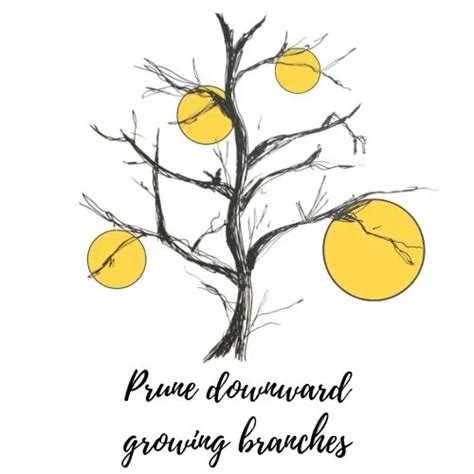 How To Prune Apple Trees In 8 Easy Steps Mehrabyan Nursery