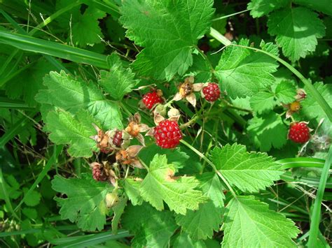Rubus Parvifolius L Not Nuttall