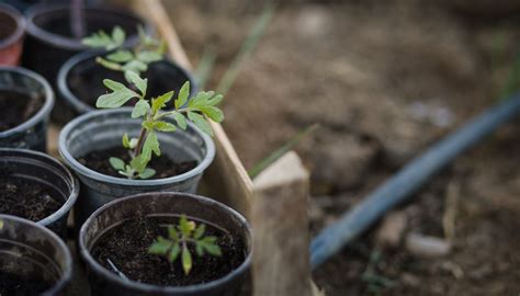 Tomato Plant Spacing Guide Maximize Growth And Yield In Your Garden