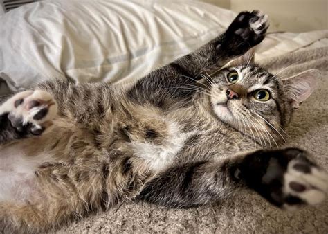 Alex Says Hell Let You Rub His Tummy While Hes Purring Loudly But