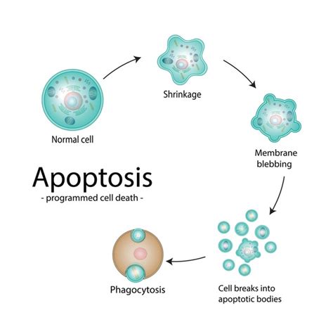 Apoptosis Biology Simple