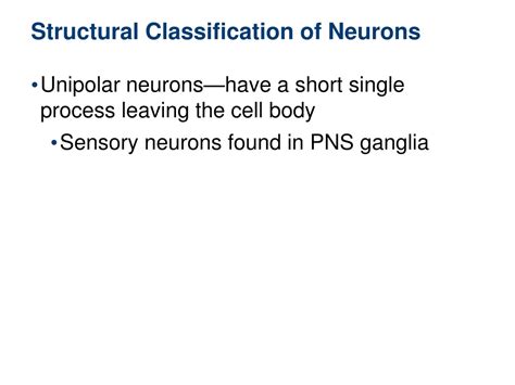 Ppt Structural Classification Of The Nervous System Powerpoint Presentation Id9580410
