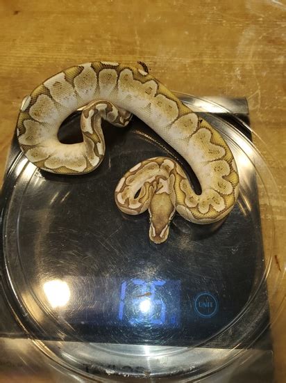 Bamboo 100 Het Toffee Ball Python By Fortheballs