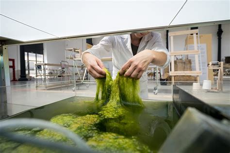 Algae Lab Luma New Material Award Winner Dutch Design Daily