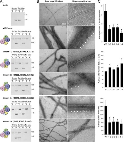 Actin Binding And Bundling Activities Of Wild Type And Mutant Fascin Download Scientific