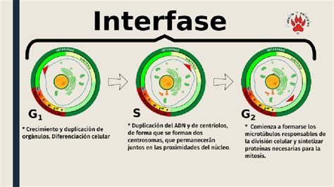 Ciclo Celular On Emaze