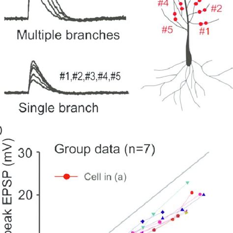 Spatial Summation On Multiple Dendritic Branches Oriented In Different