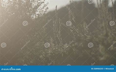 Slow Motion Closeup Of Trees Moving From The Wind Against Sunlight Making Silhouettes Stock
