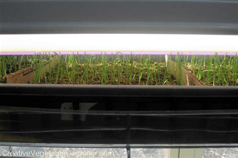 Creative Vegetable Gardener Common Seed Starting Mistakes To Avoid This Year Creative