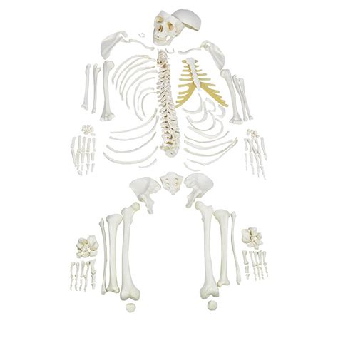 Maqueta D Classic Esqueleto Humano