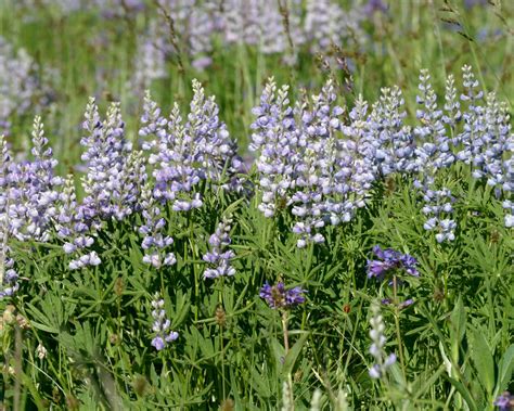 Landh Seeds Pacific Northwest Native Seed