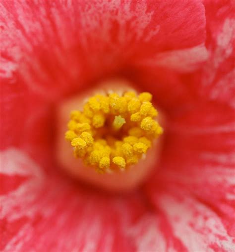 Gallery Tantalizing Images Of Plant Sex Live Science