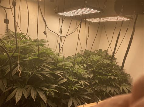 Best R Dwc Images On Pholder Autoflowers In DWC Is A Winning Combo