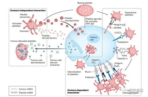Nat Rev 血小板在癌症进展中的动态作用及其治疗意义 知乎