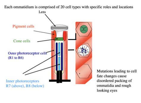 Using Genetic Analysis To Understand Signalling Pathways Flashcards