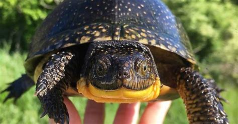 Blandings Turtles Are Of Interest In Longevity Research As They Show