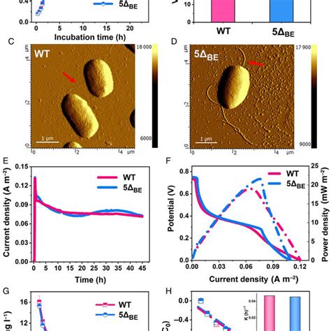 Comparison Of Basic Physiologies And Extracellular Electron Transfer Download Scientific