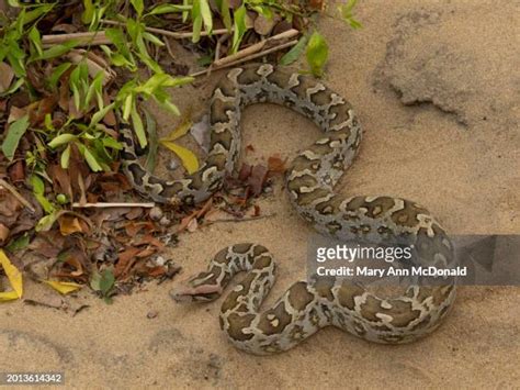 Python Indian Photos Photos And Premium High Res Pictures Getty Images