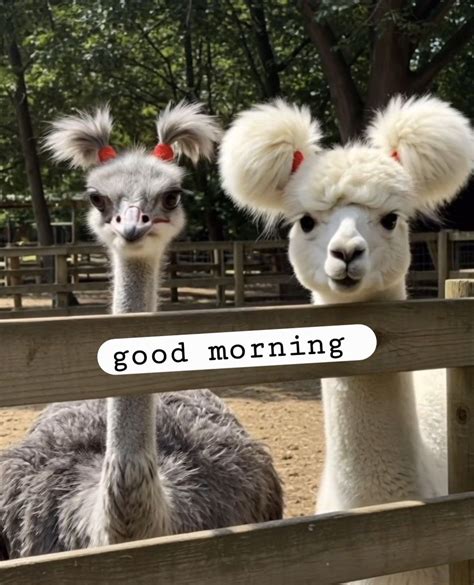 Good Morning Animals Funny