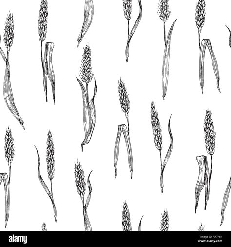Seamless Vector Wheat Pattern Hand Drawn Stock Vector Image And Art Alamy